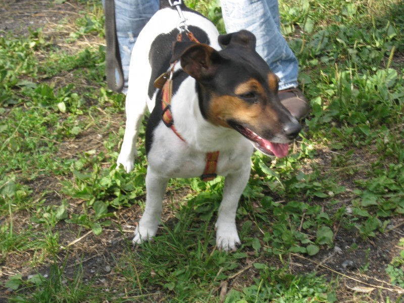 Profily | KOPR. MALÍ PSI