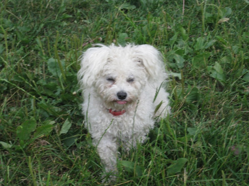 Profily | KOPR. MALÍ PSI