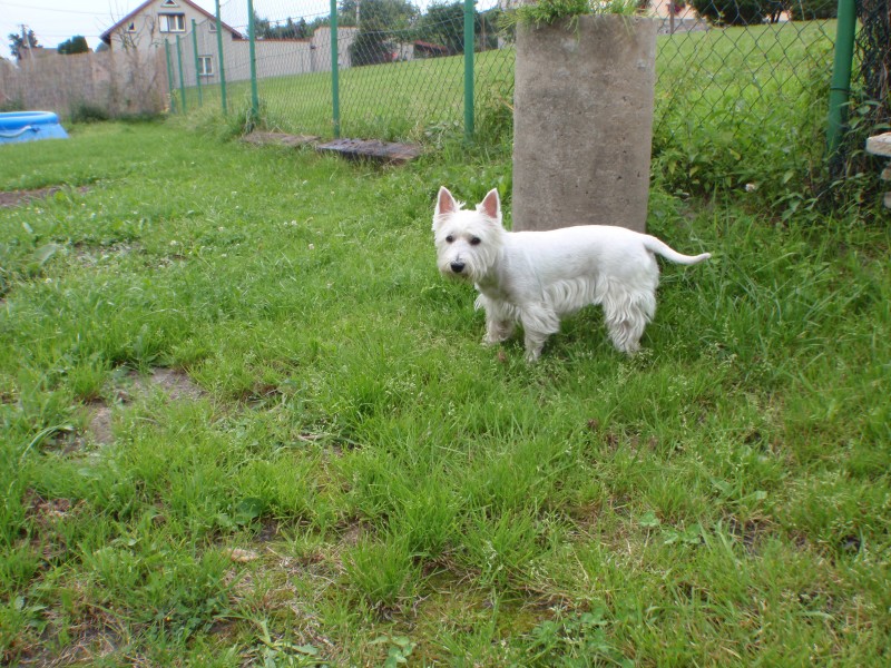 Profily | KOPR. MALÍ PSI